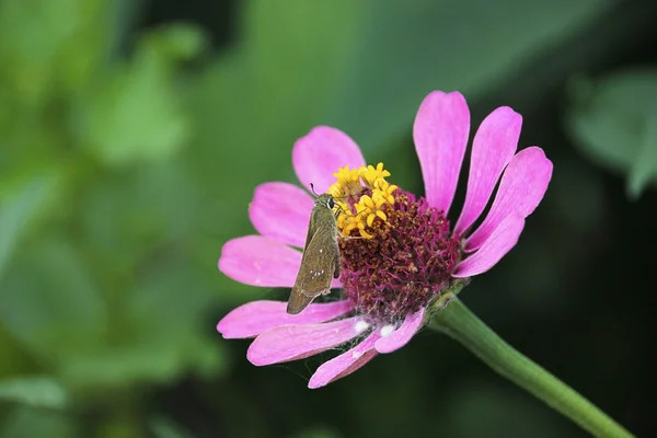 Insectes et fleurs Stock Photos, Royalty Free Insectes et fleurs Images ...