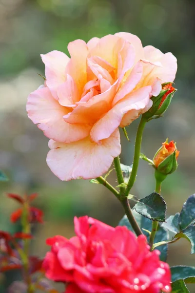 Roses d'automne images libres de droit, photos de Roses d'automne ...