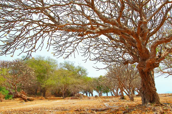 Paysage senegal Stock Photos, Royalty Free Paysage senegal Images ...