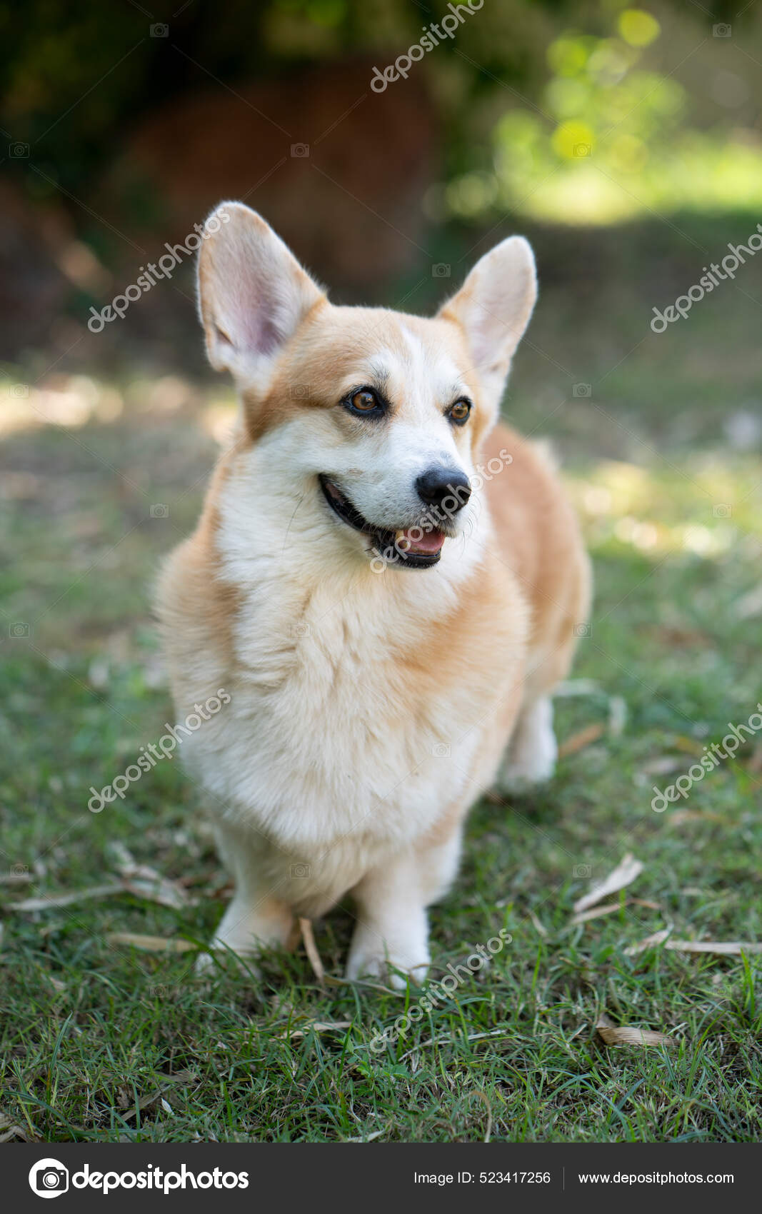 Close Corgi Smile Dog Grass Summer Sunny Day — Stock Photo © Tatomm ...