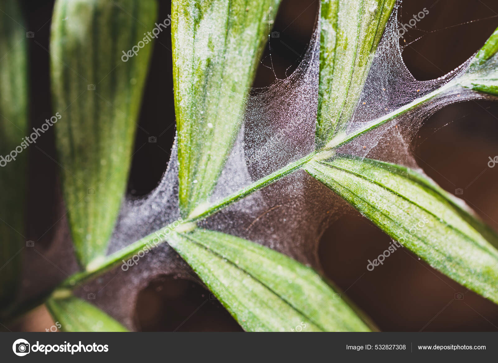 Spider Mite Webs