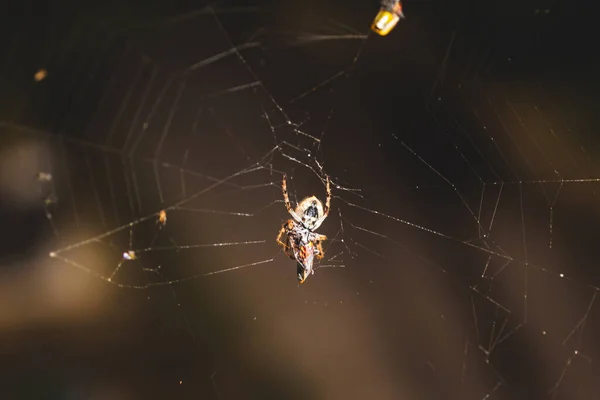 Id web Stock Photos, Royalty Free Id web Images | Depositphotos