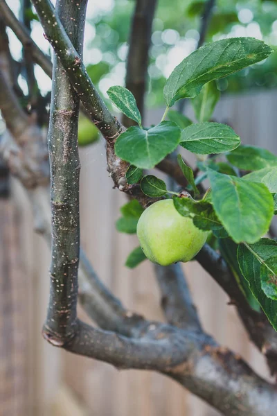 Apple tree twig Stock Photos, Royalty Free Apple tree twig Images ...