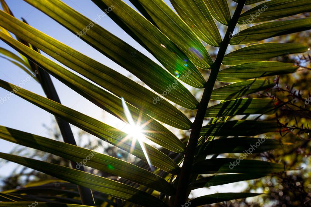 primer plano de Majesty palm frond (Ravenea rivularis) al aire libre en ...