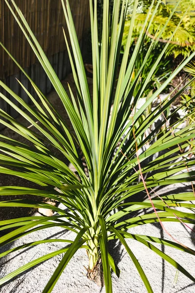 cordyline australis cabbage tree plant outdoor in sunny backyard, close ...