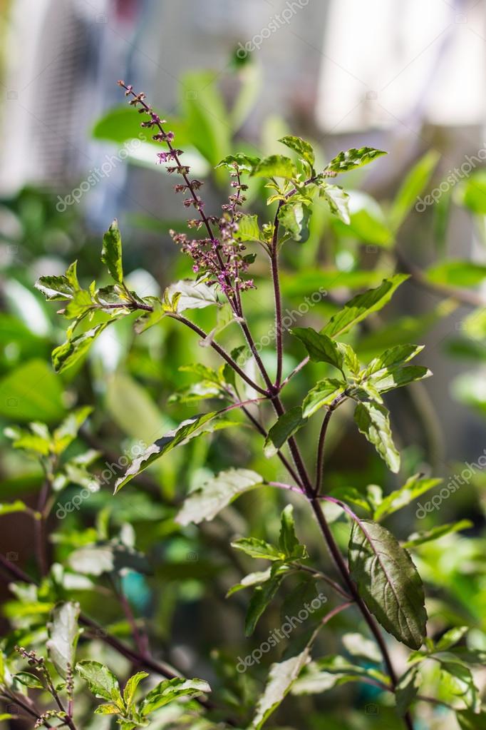 Holy basil tree — Stock Photo © prwstd_ben #39050109