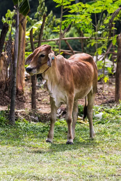 Bali cow Stock Photos, Royalty Free Bali cow Images | Depositphotos