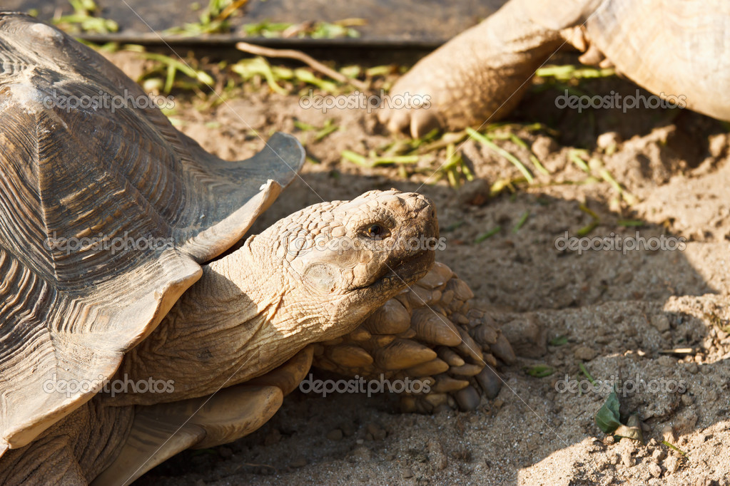 Sulcata Tortoise in mini zoo — Stock Photo © canonzoom7 #39857003