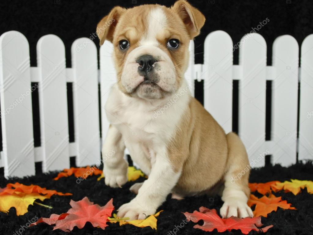Cute Bulldog Puppy — Stock Photo © Jstaley401 #35123345