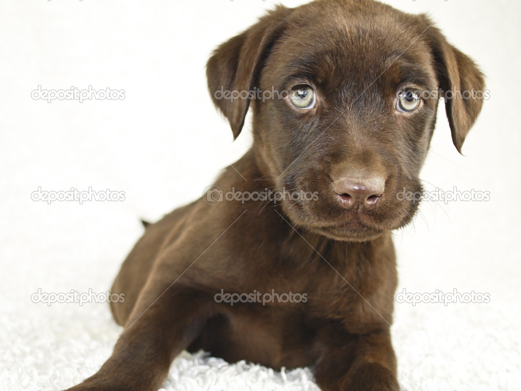 Chocolate lab wallpaper | Chocolate Lab Puppy — Stock Photo ...