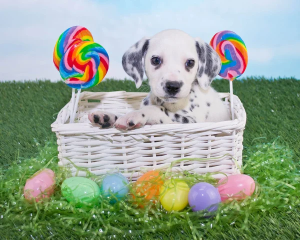 Easter puppy Stock Photos, Royalty Free Easter puppy Images | Depositphotos