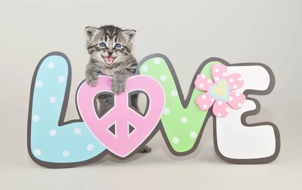 Cute kitten holding sign Stock Photos, Royalty Free Cute kitten holding ...