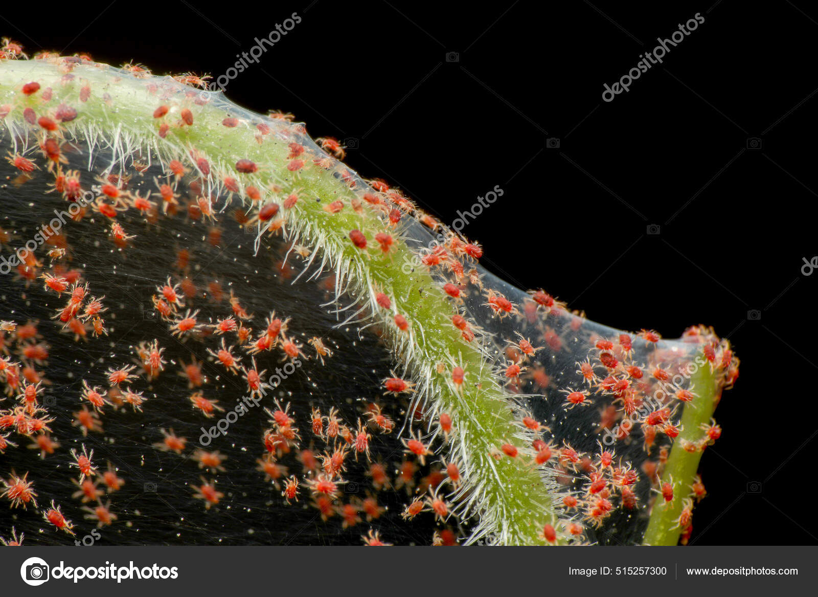 Super Macro Photo Group Red Spider Mite Infestation Vegetable Insect ...