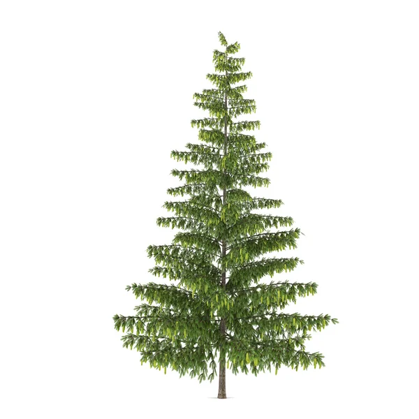 European larch tree isolated on white background — Stock Photo ... European larch tree isolated on white background — Stock Photo ...