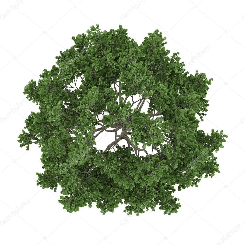 Tree isolated. Acer saccharum maple top — Stock Photo © flashvector ...