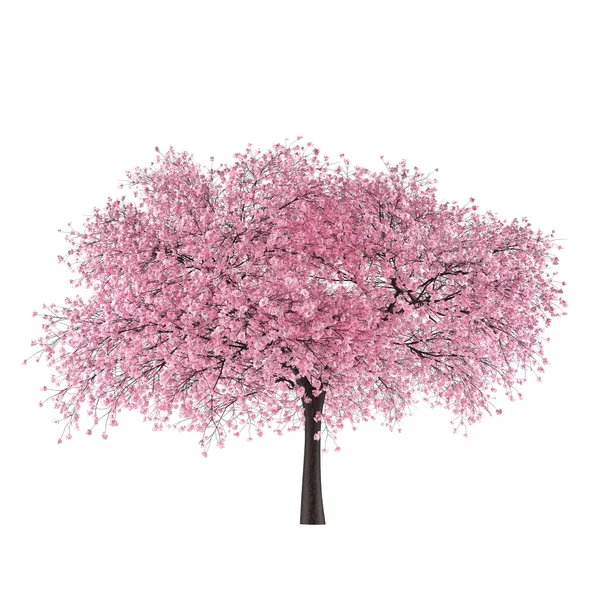 Tree sakura Stock Photos, Royalty Free Tree sakura Images | Depositphotos