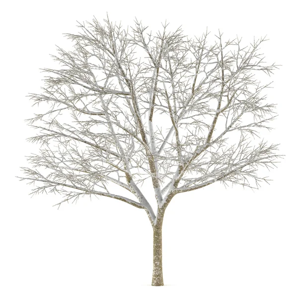 Dead tree without leaves isolated Stock Photo by ©flashvector 38138085