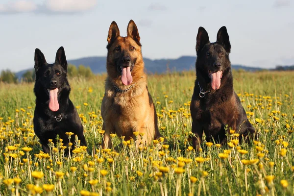 Three German Shepherds Stock Photo by ©jurra89 35000331