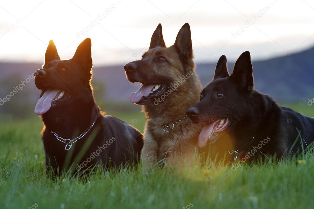 Three German Shepherds Stock Photo by ©jurra89 35000331