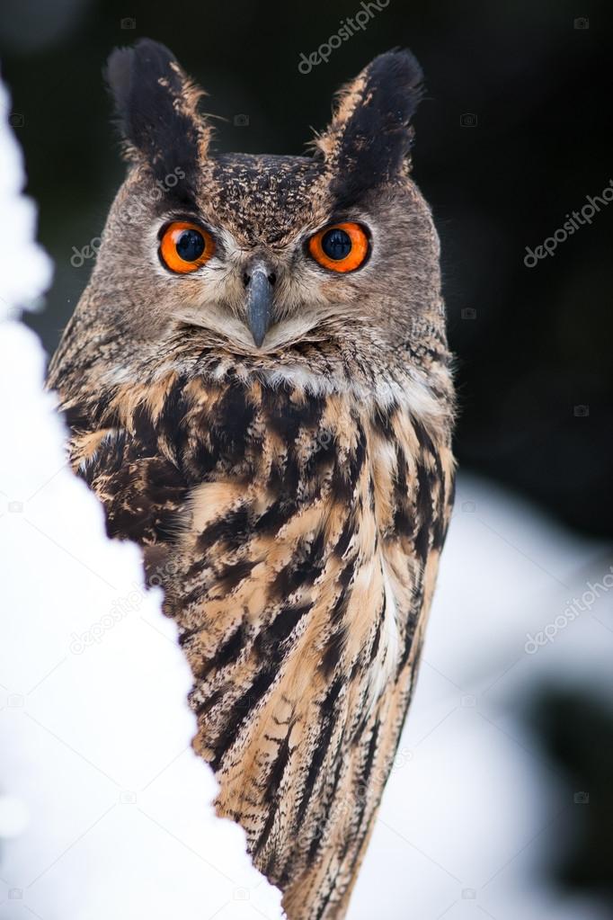 Eagle Owl — Stock Photo © jurra89 #35014981
