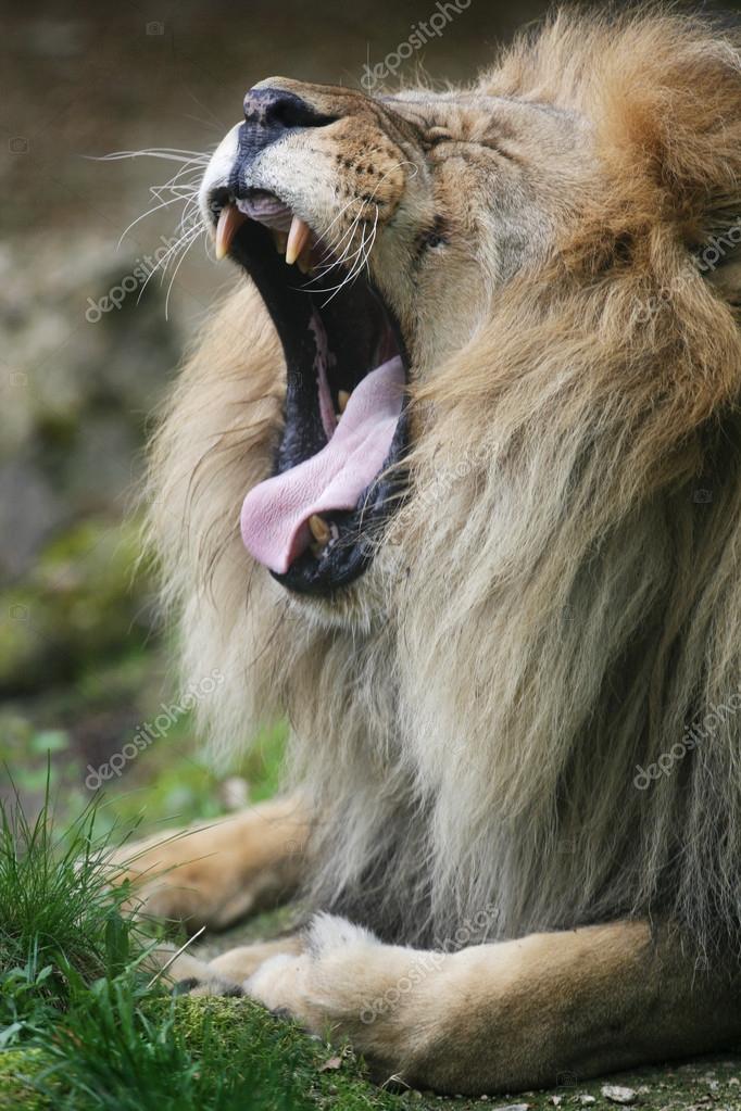 Lion's roar — Stock Photo © jurra89 #35053697