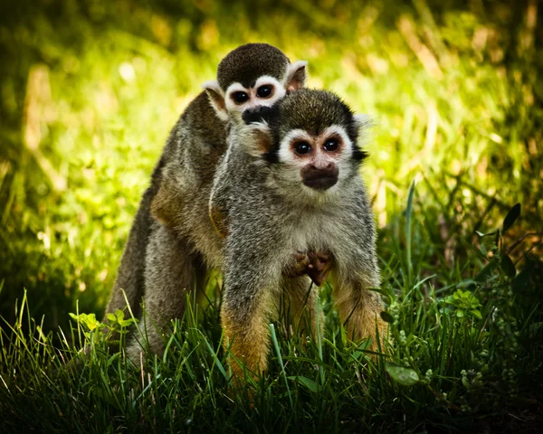 Central American squirrel monkeys Stock Photo by ©jurra89 35190217