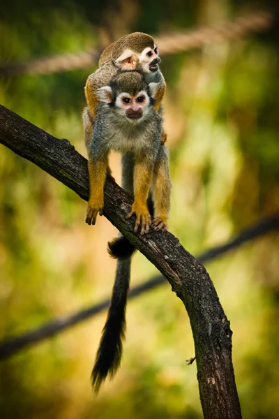 Central american squirrel monkey Stock Photos, Royalty Free Central ...