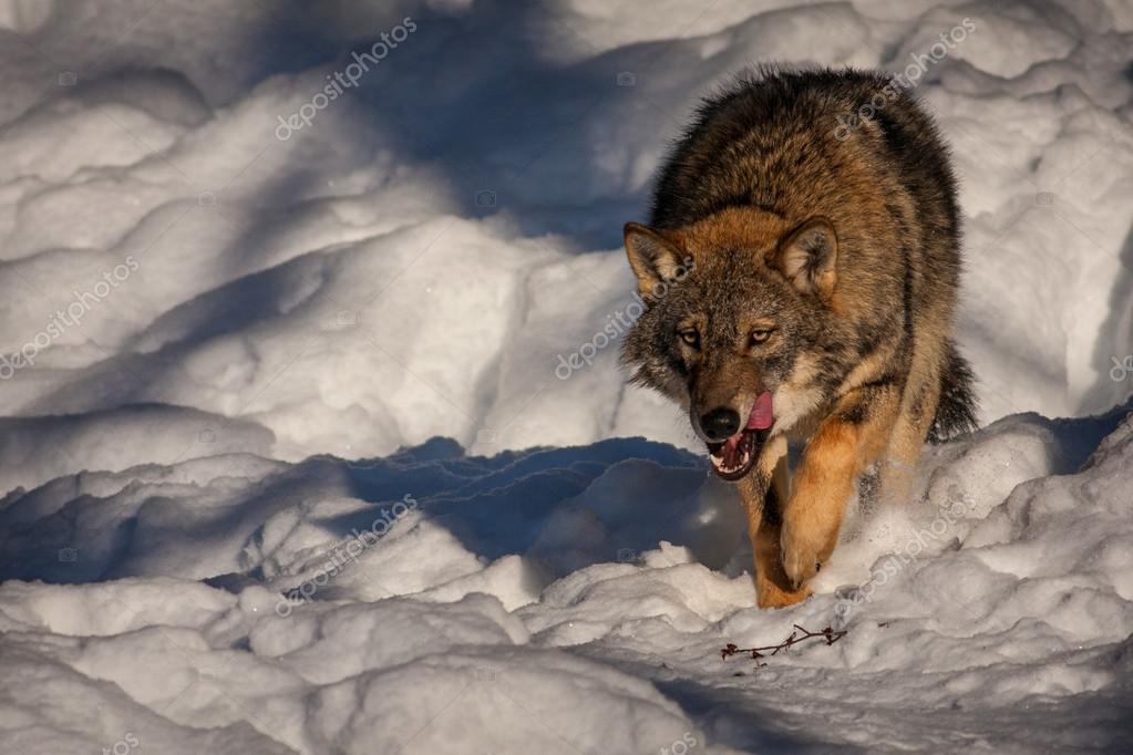 Wolf — Stock Photo © jurra89 #36067003