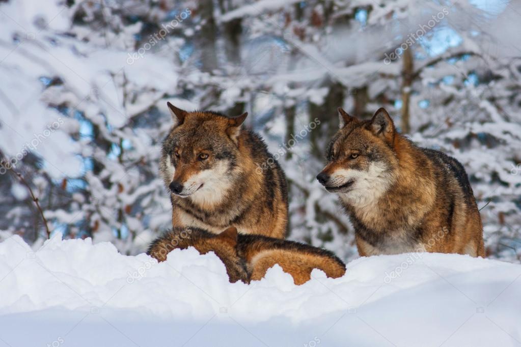 Wolf — Stock Photo © jurra89 #36067139