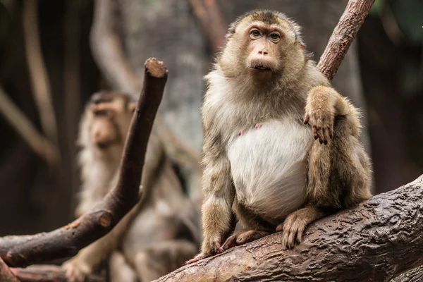 Monkey — Stock Photo © jurra89 #36176679