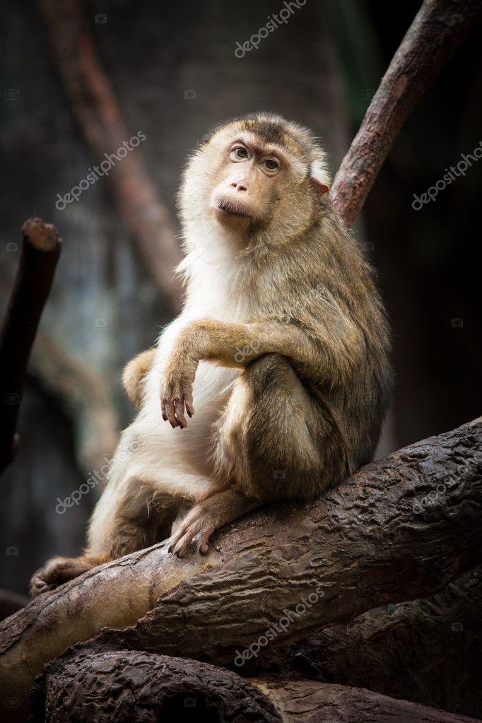 Monkey — Stock Photo © jurra89 #36176679