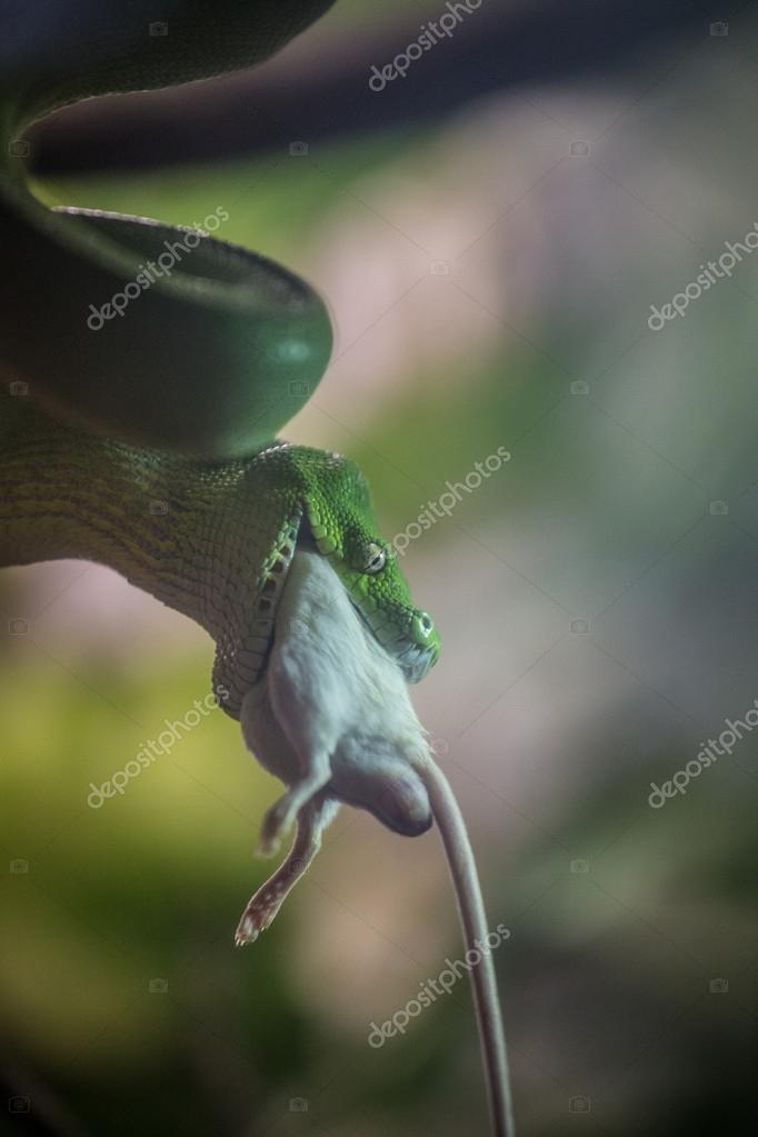 Snake with mouse Stock Photo by ©jurra89 36573271