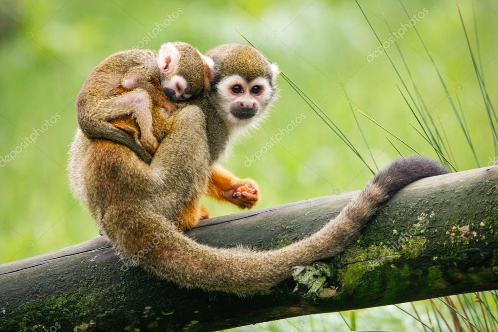 Monkey — Stock Photo © jurra89 #36601159