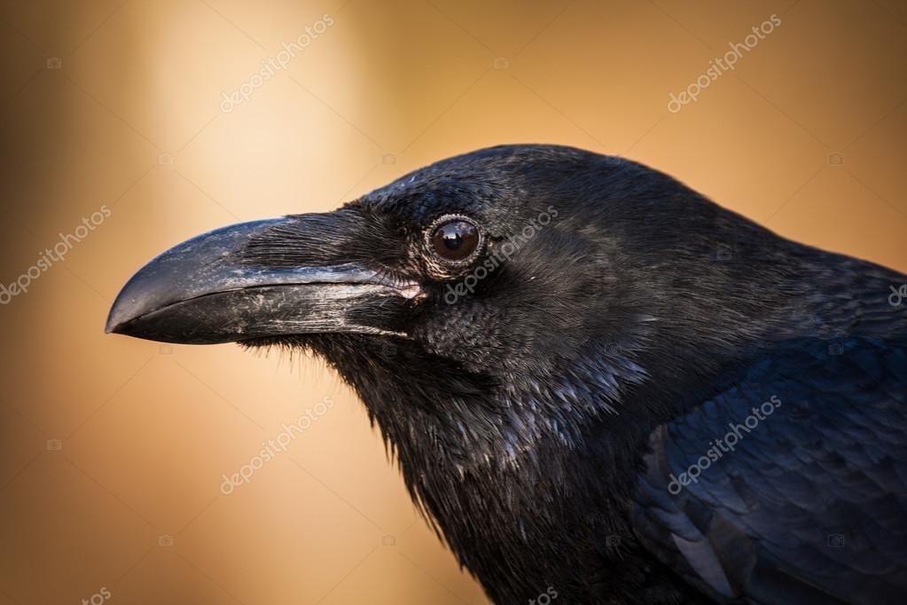 Raven Stock Photo by ©jurra89 37192905