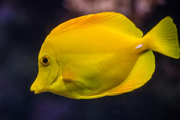 Yellow fish Stock Photos, Royalty Free Yellow fish Images | Depositphotos
