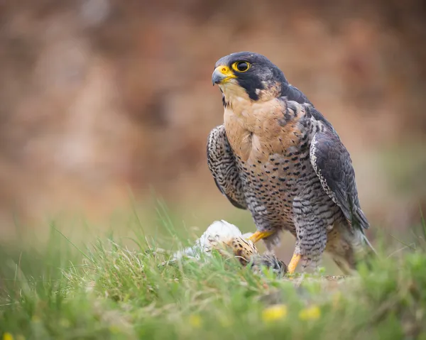 Peregrine Stock Photos, Royalty Free Peregrine Images | Depositphotos