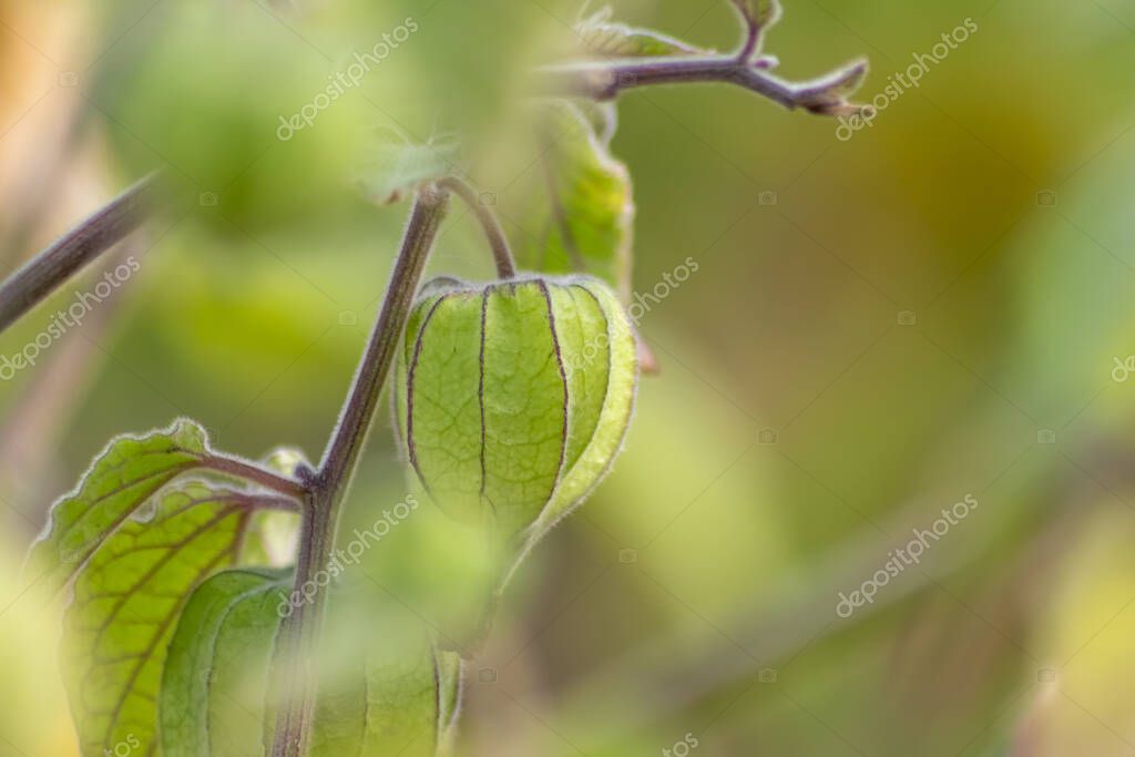 Hermosa physalis verde madurando como fruta sana cultivada en casa con venas de filigrana de la ...