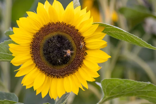 Sunflower bee Stock Photos, Royalty Free Sunflower bee Images ...