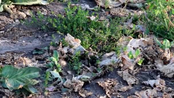 719 Perda de culturas Videos, Royalty-free Stock Perda de culturas ...