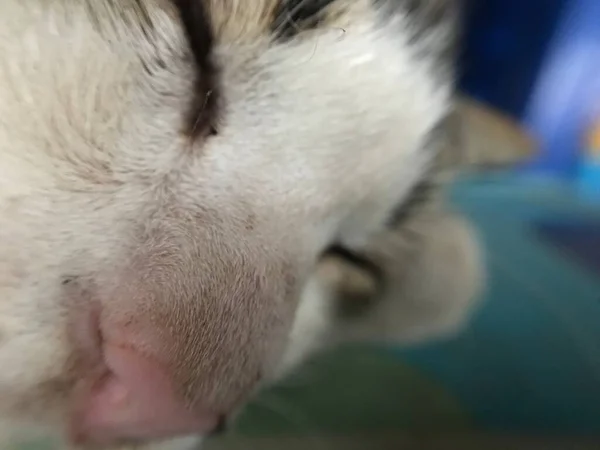 Smnomwmonmomonmon images libres de droit, photos de Smnomwmonmomonmon ...