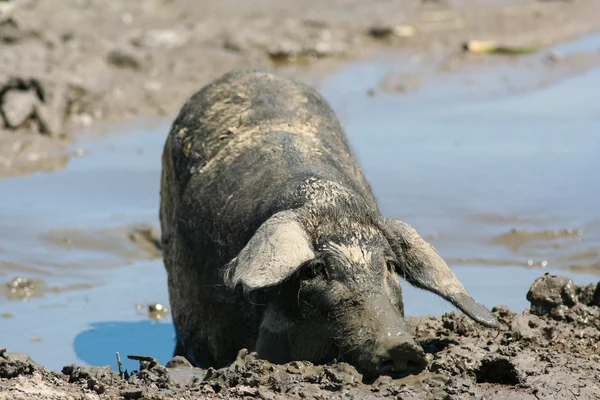 Modderbad Stockfoto's, Rechtenvrije Modderbad afbeeldingen | Depositphotos®