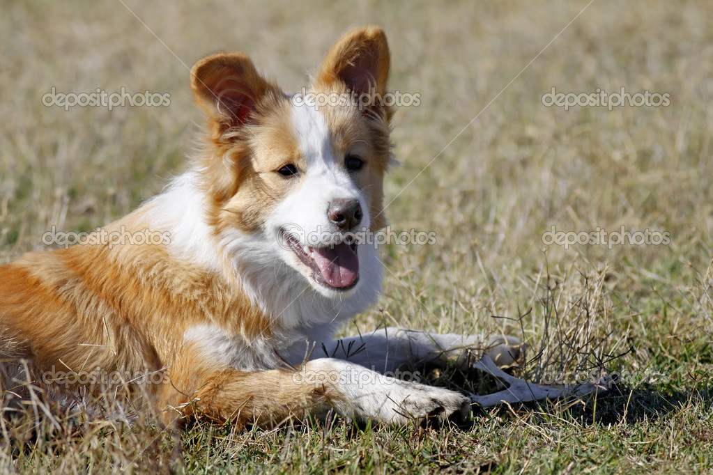Yellow Border Collie