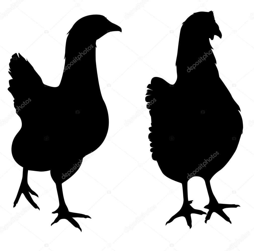 Pollo Vector de stock #50309875 de ©SvetlanaMoroz