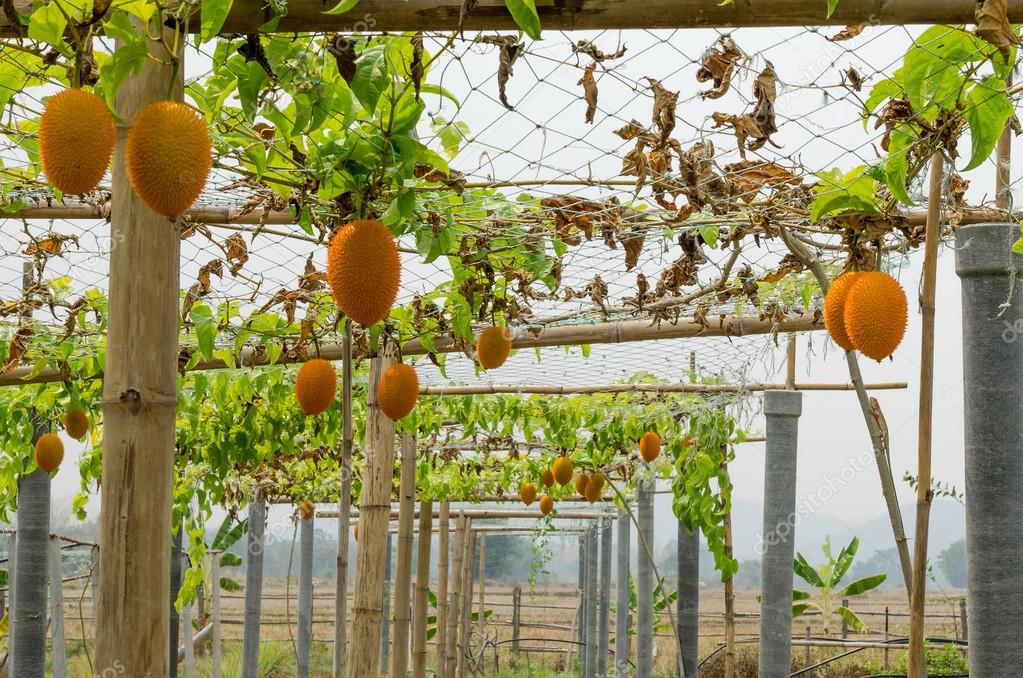 Gac fruit (Momordica cochinchinensis) is cultivated throughout ...