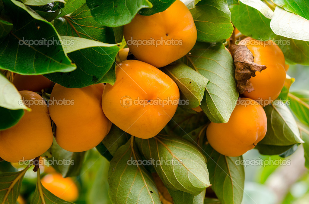 kaki boom met fruit in de boomgaard — Stockfoto © bouybin #50459517