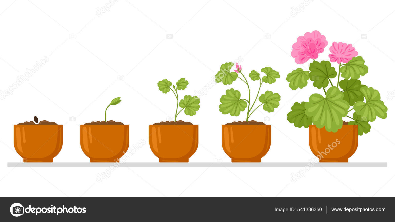 Clipart De Semente De Flor Semente De Melancia PNG , Adesivo Clipart