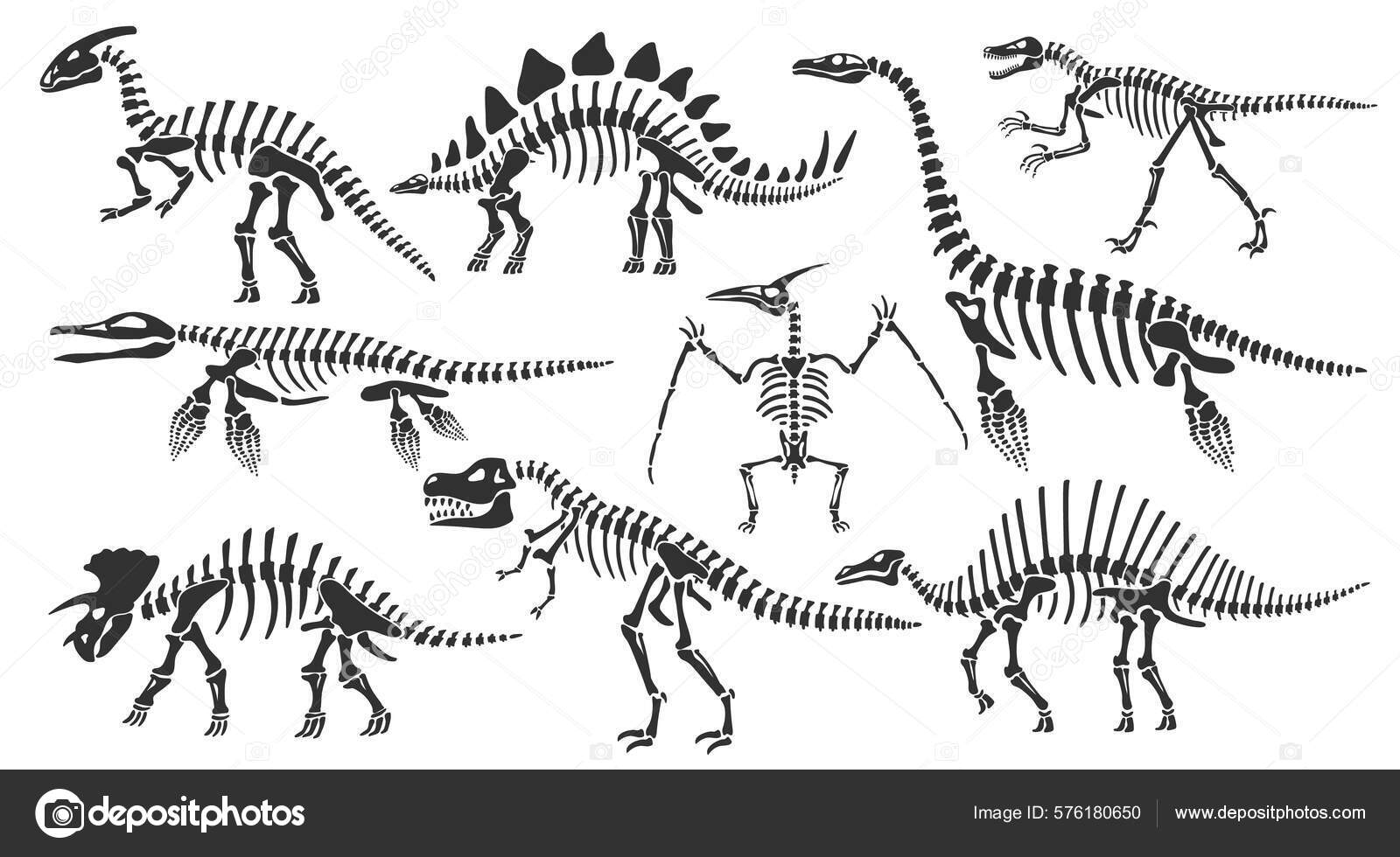 Dinosaur Skeletons Dino Bones Stegosaurus Fossil Tyrannosaurus Skeleton ...