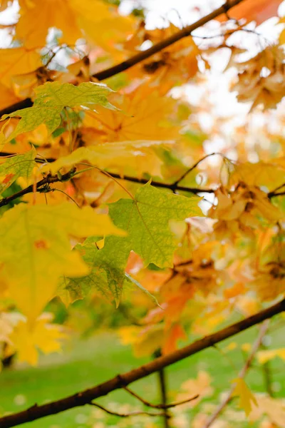 Autumn maple leaf on a tree. A branch of a Canadian maple in late ...