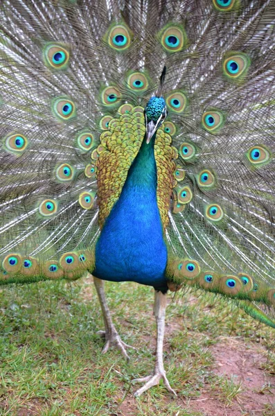Real peacock Stock Photos, Royalty Free Real peacock Images | Depositphotos