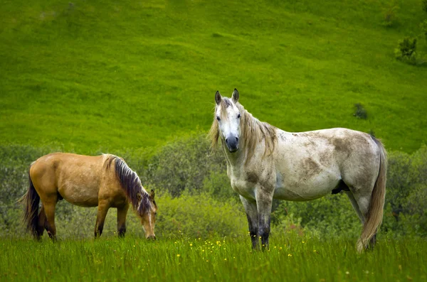 Ranch family Stock Photos, Royalty Free Ranch family Images | Depositphotos
